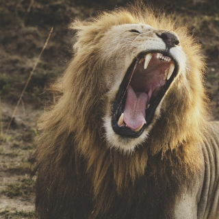 Athlete: Caleb Bates | CrossFit Games