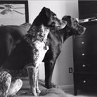 Athlete: Julie Szabo | CrossFit Games