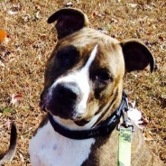 Athlete: Monika Scott | CrossFit Games