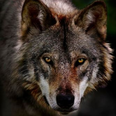 Athlete: Brady Wolfe | CrossFit Games